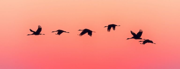 Animal symbolism list: What Do Different Animals Represent?