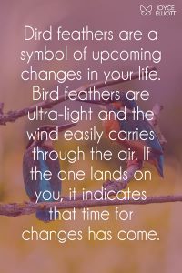 Bird symbolism & Meaning: 26 Symbolic Meanings Explained - Joyce Elliott