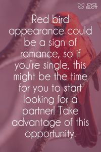 Red bird symbolism and spiritual meaning - Joyce Elliott