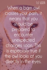 Barn owl symbolism: 8 Insights into the Silent Wisdom of Nature - Joyce ...