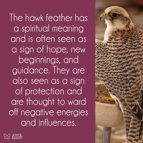 Hawk Feather Meaning Symbolism A Strong Sign Of Spiritual Awareness Hawk Feather Meaning Symbolism A Strong Sign Of Spiritual Awareness