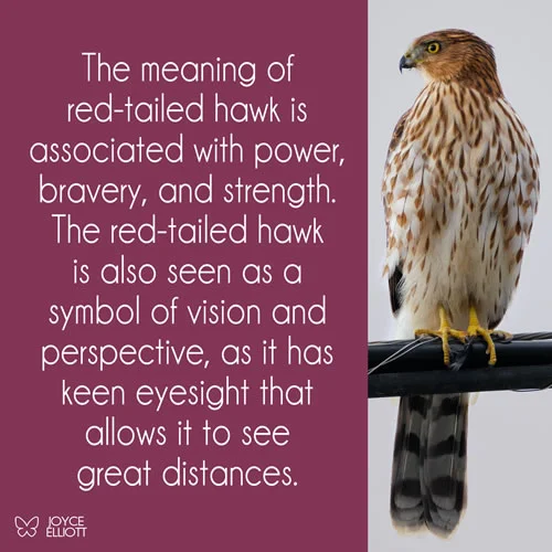 Red Tailed Hawk Feather Meaning 4 Powerful Divine Messages Joyce Elliott Red Tailed Hawk Feather Meaning 4 Powerful Divine Messages Joyce Elliott