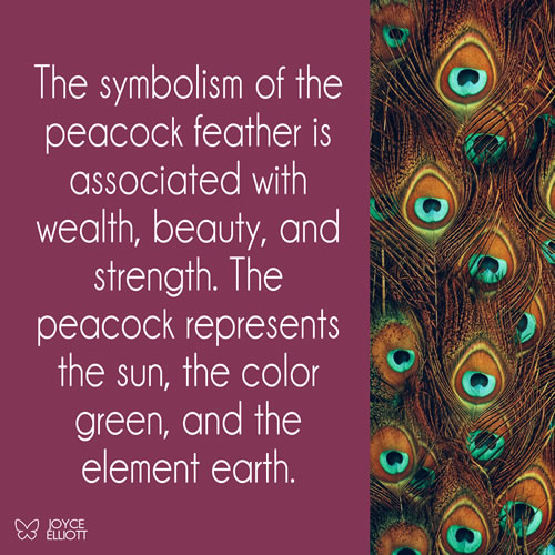 Peacock Feather Meaning 5 Powerful Symbolisms Joyce Elliott
