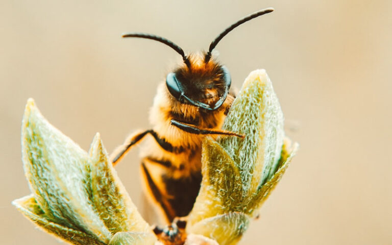 17 Animals That Symbolize Friendship: Remarkable Lessons To Learn From ...