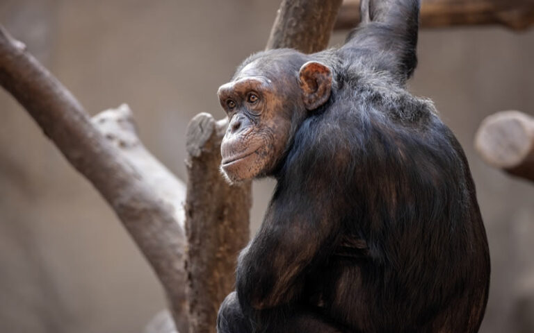 17 Animals That Symbolize Friendship: Remarkable Lessons To Learn From ...
