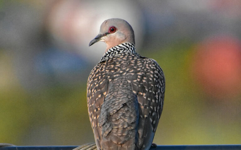 17 Animals That Symbolize Friendship: Remarkable Lessons To Learn From ...