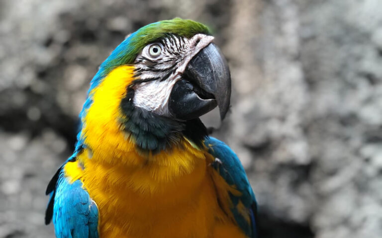 17 Animals That Symbolize Friendship: Remarkable Lessons To Learn From ...
